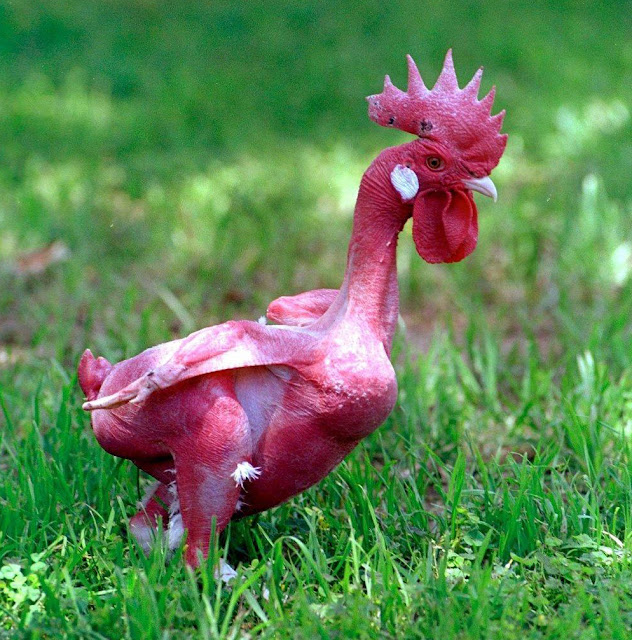 TYWKIWDBI ("Tai-Wiki-Widbee"): Featherless chicken