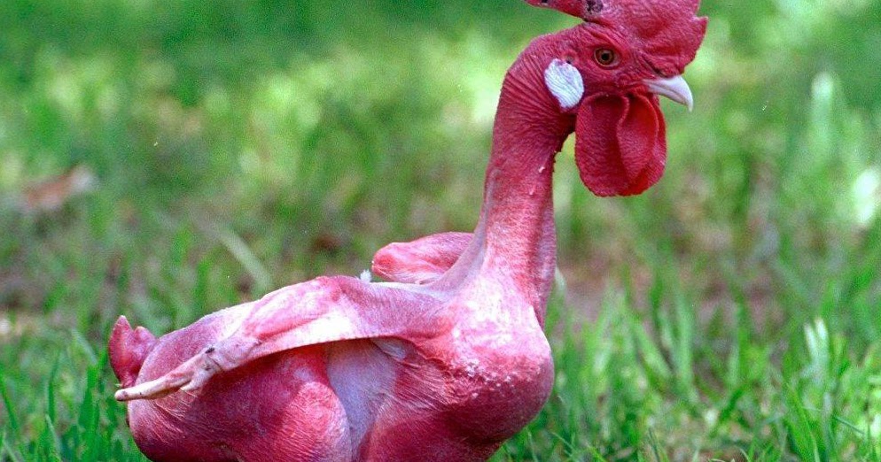 TYWKIWDBI ("Tai-Wiki-Widbee"): Featherless chicken