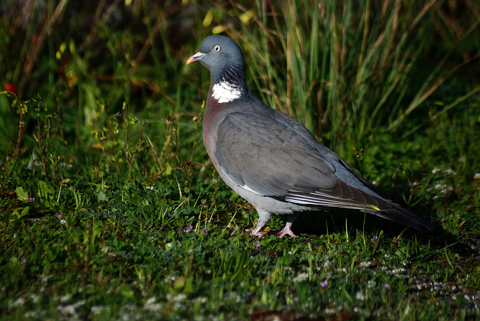 Aves de Marbella: Torcaces en aumento.