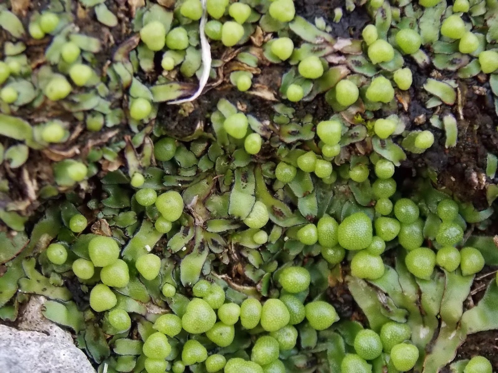 Reboulia hemisphaerica (L.) Raddi