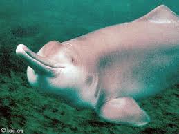 Animales extintos por la acción humana: Delfín de río chino (lipotes ...
