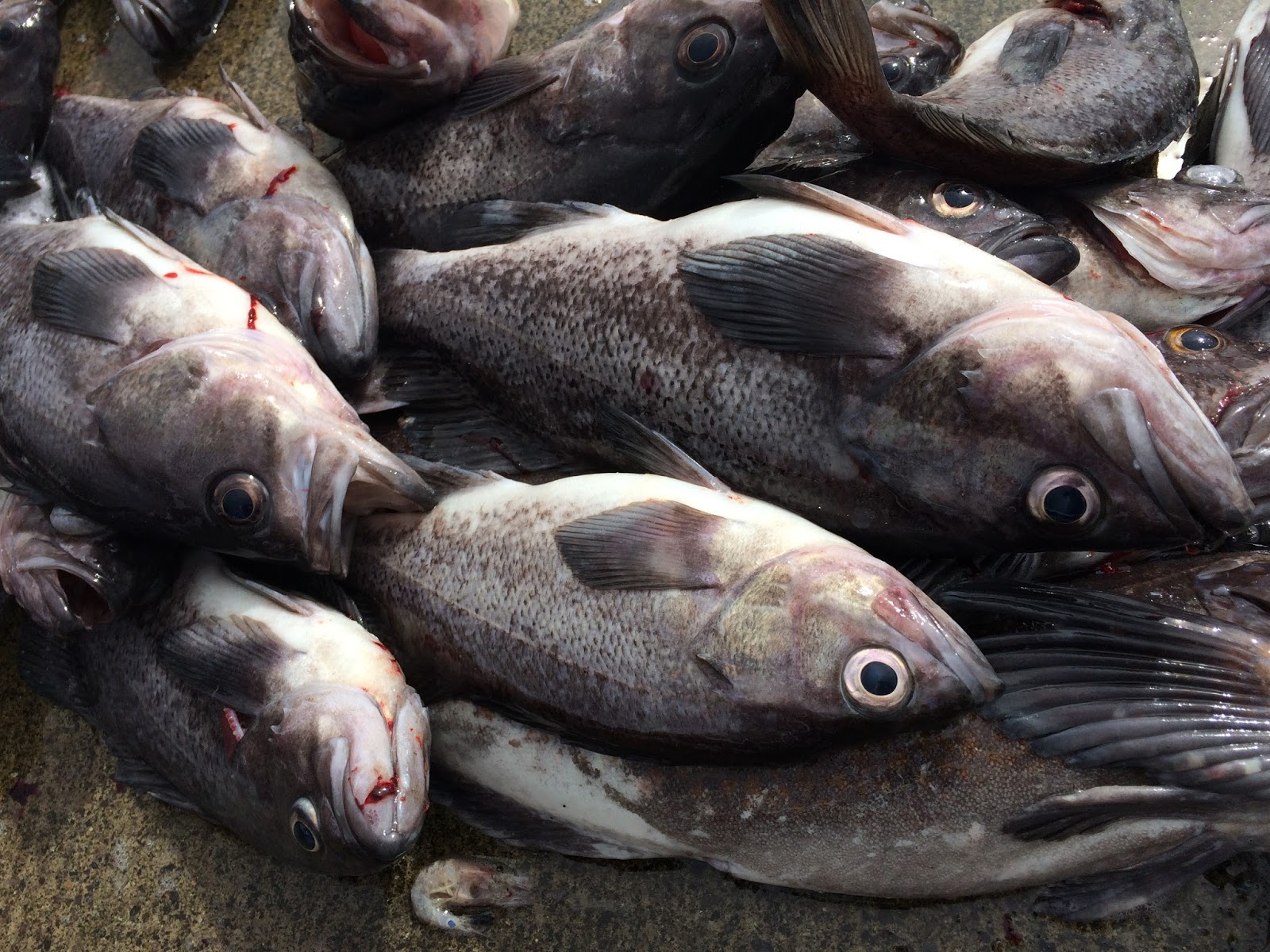 Brookings, Oregon, Fishing Charters: 2016 Brookings ocean charter ...