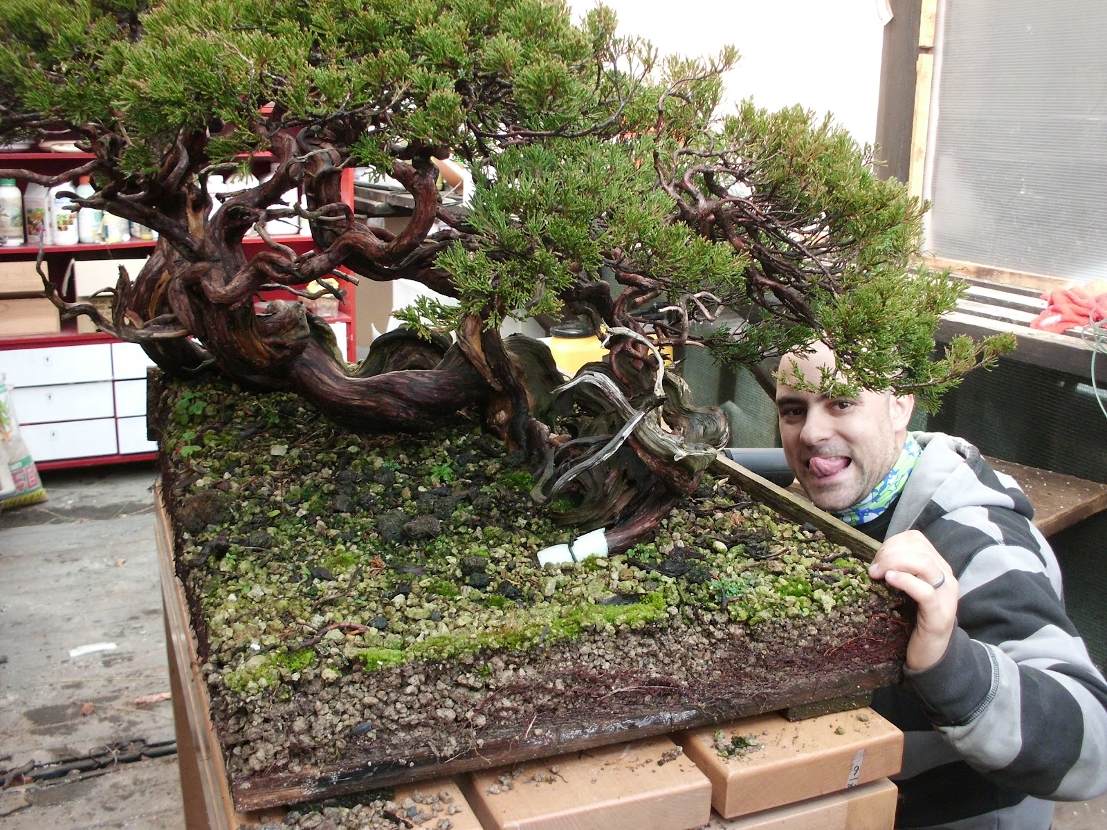 Matojo, el transplante – Kingii Bonsai