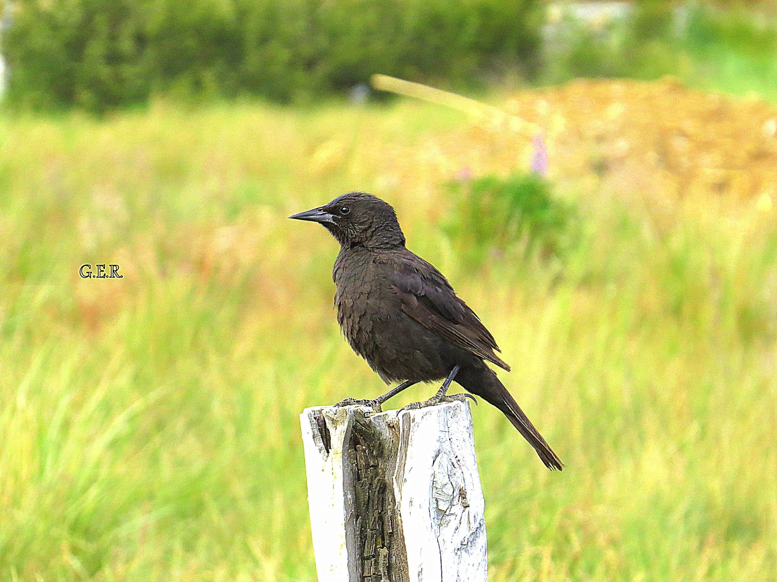 Aves del Golfo San Jorge: Tordo patagónico (Curaeus curaeus)