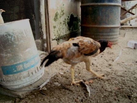 PEMBIAK BAKA AYAM SERAMA DAN AYAM SIAM: PengEkalAn GENetik..baka Ayam ...