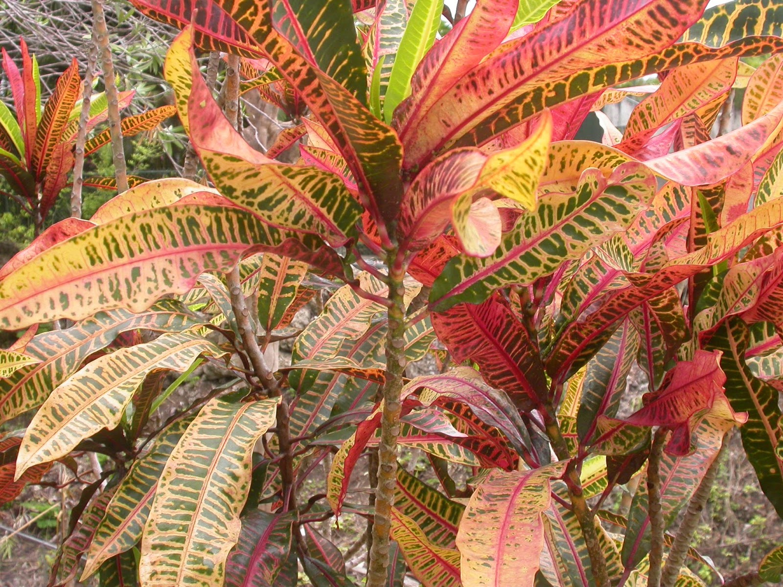 Barbados Flora & Fauna: Croton