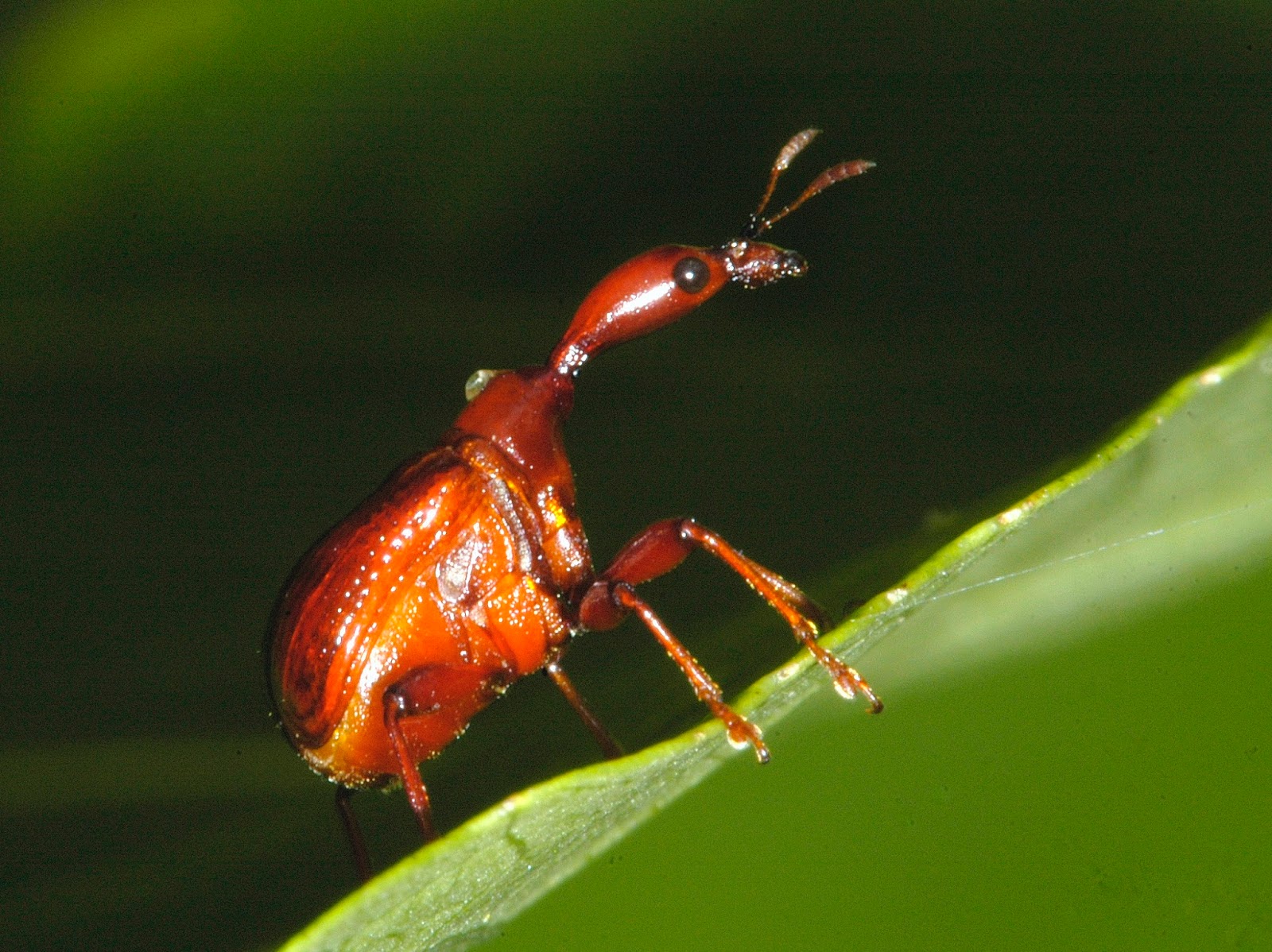 Small Wonders: Giraffe Weevil.