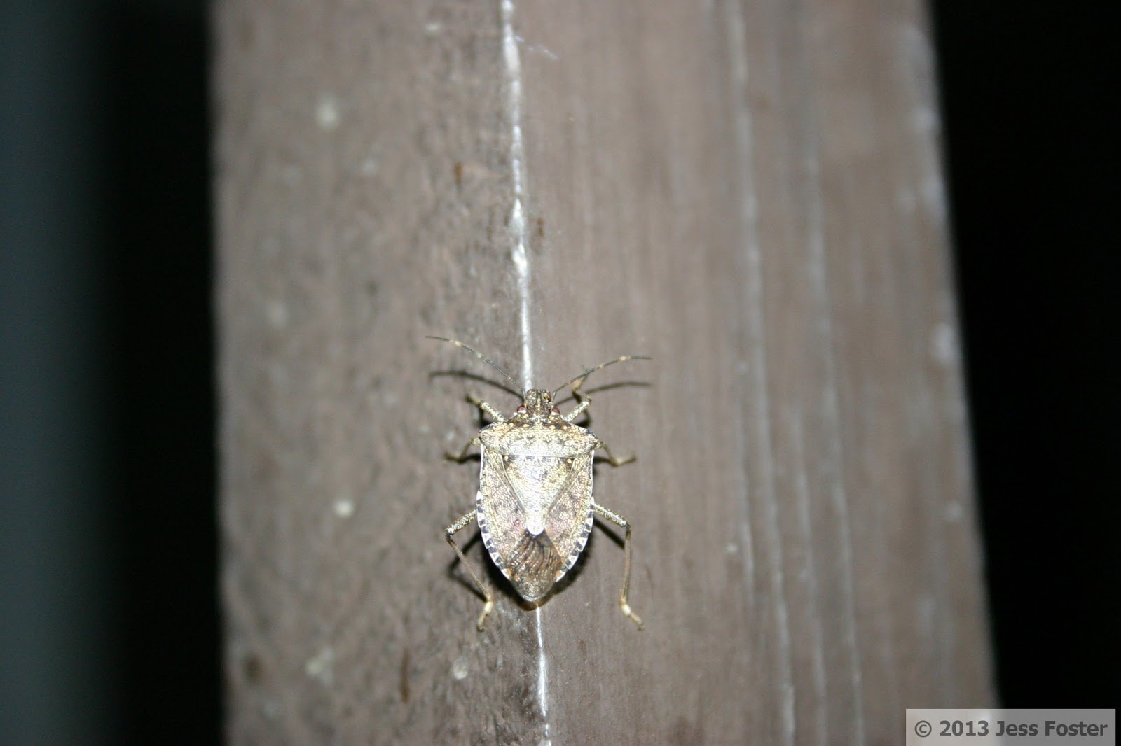 Sluggin' Along: Brown Marmorated Stink Bug At Night