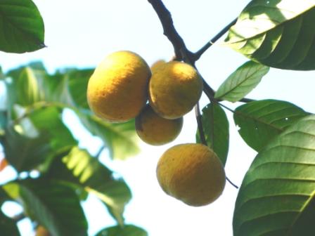 Secret Garden Ana Fara Ah: Buah Sentul