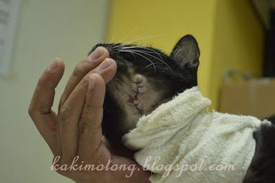 Susulan Berita Terkini Si Tompok, Kucing Yang Cedera Parah Di Leher ...