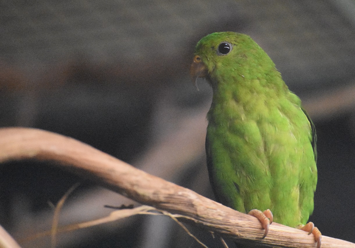 ZOOTOGRAFIANDO (5.836 ANIMALS): LORÍCULO CORONIAZUL / BLUE-CROWNED ...