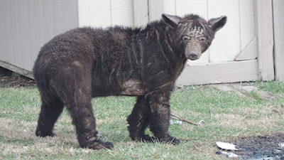 Mountain Mann Survival: UPDATES OF THE BLACK BEAR MANGE EPIDEMIC