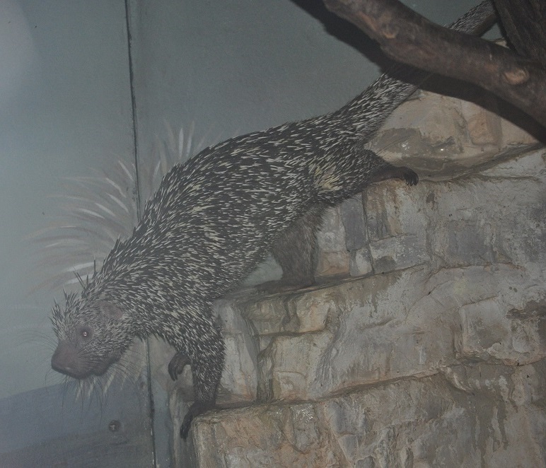 ZOOTOGRAFIANDO (6.100 ANIMALS): COENDÚ / BRAZILIAN PORCUPINE (Coendou ...