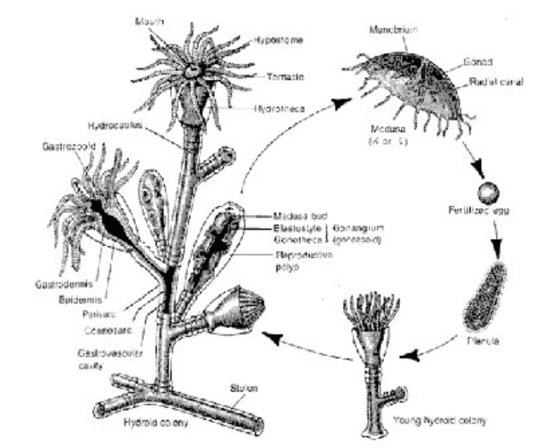 bio ala huma: invertebrata