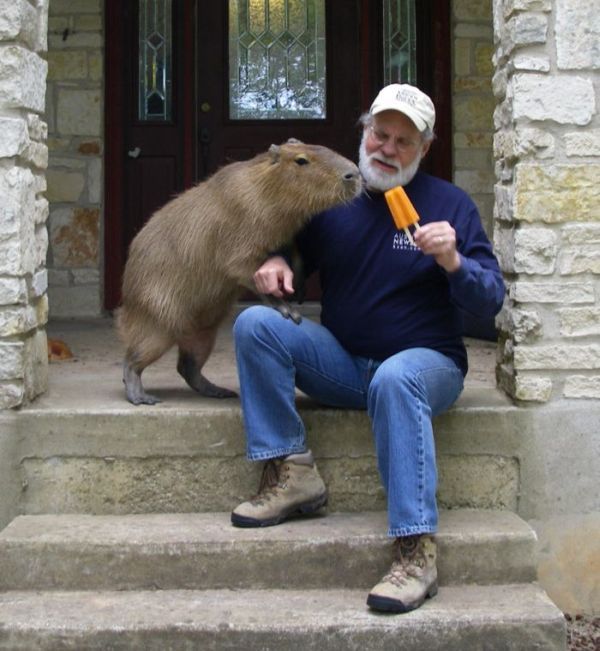 lucy pinder pose: Caplin Rous Worlds Most Famous Capybara