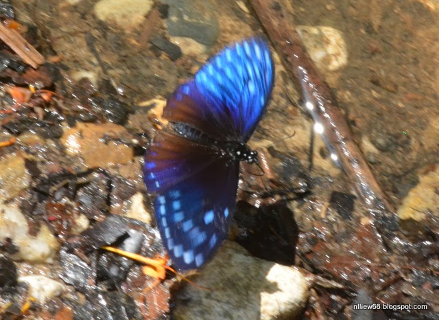 The Forested Path (and Beyond): BUTTERFLIES of RAUB: The Great Blue ...