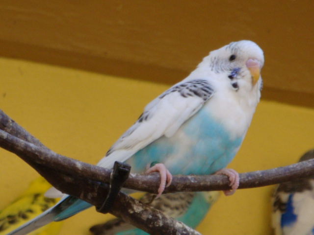 Top-of-the-Arch: CUTE LITTLE BUDGIES