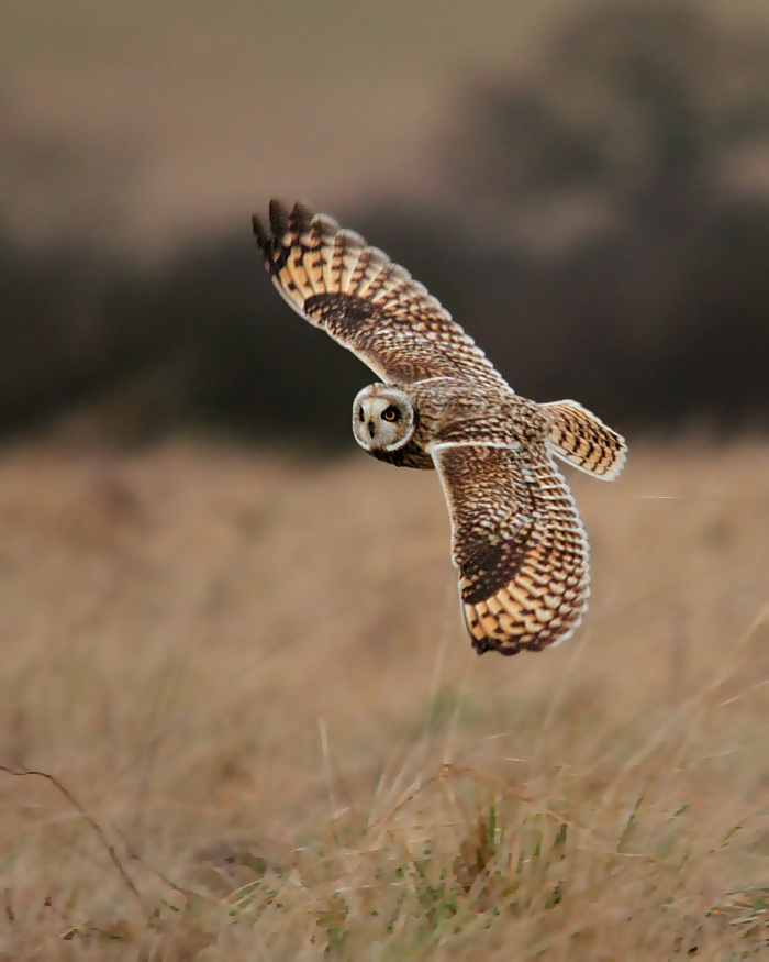 owls about that then!: Mad Owl and me!