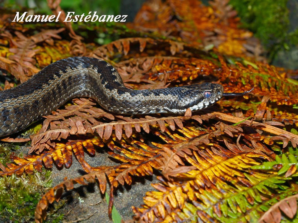 Miradas Cantábricas: Víbora de Seoane o cantábrica (Vipera seoanei ...