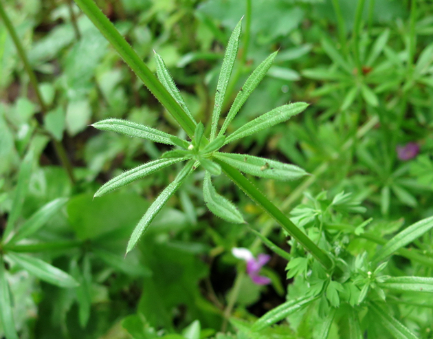Glosario con imágenes de términos botánicos referidos a flores.