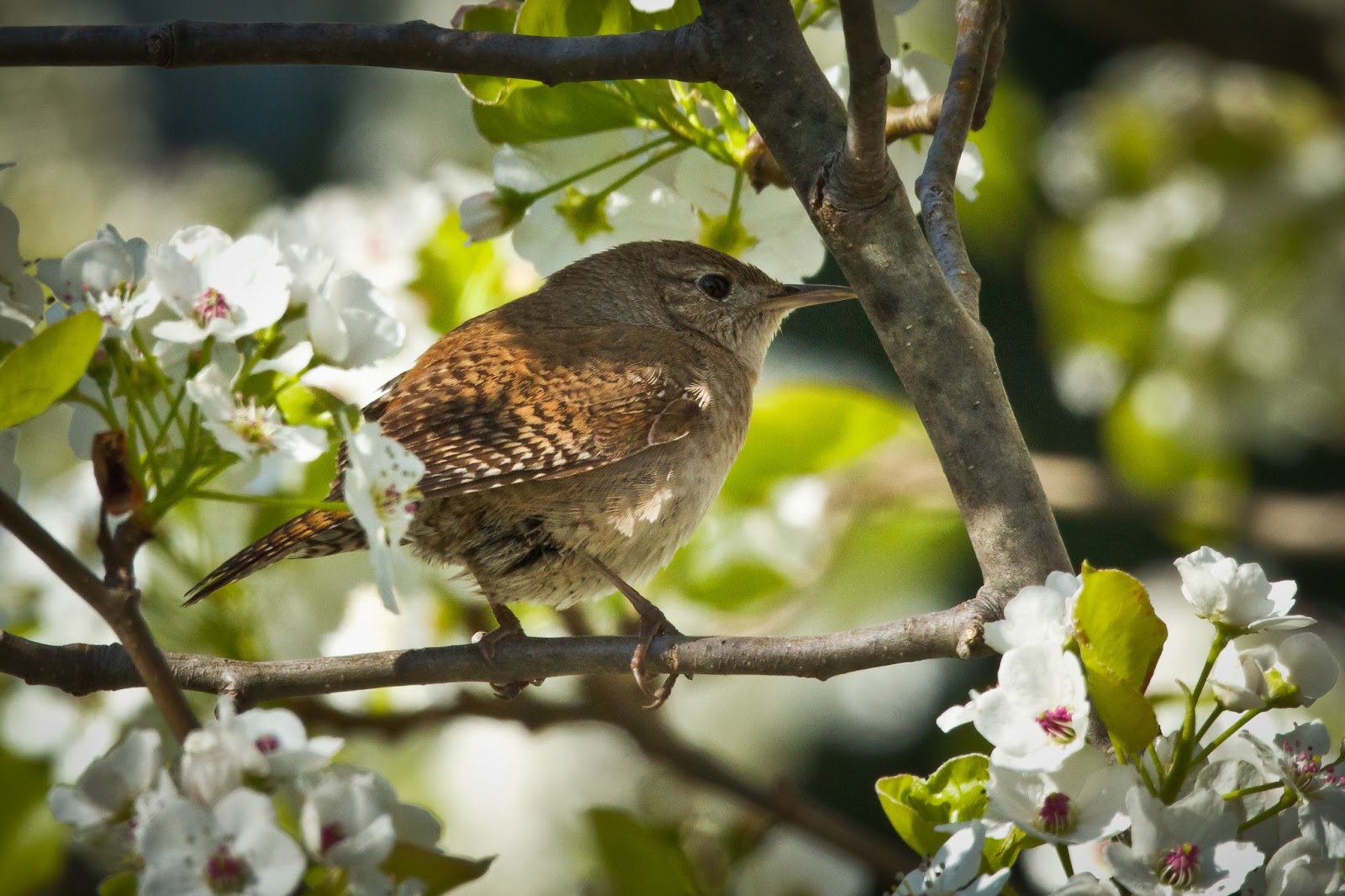 Feather Tailed Stories: House Wren