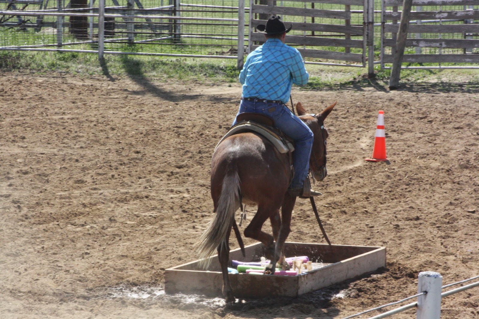 PairADice Mules: Extreme Cowboy Race Association