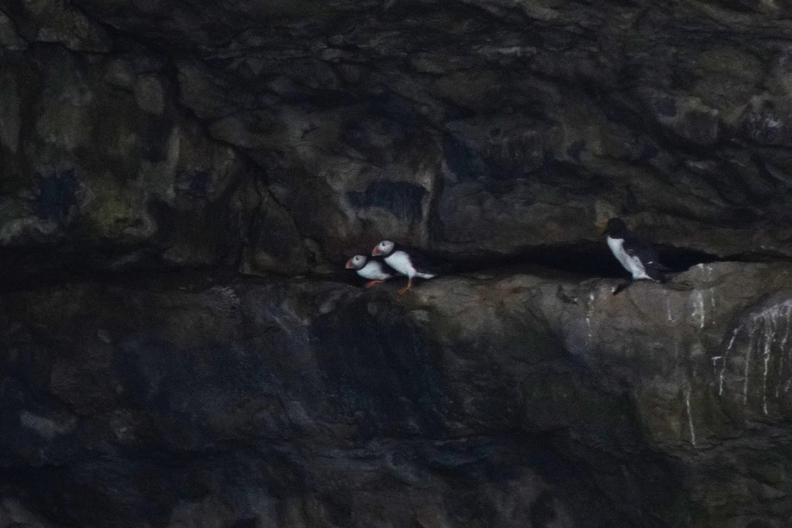 Purbeck Footprints: The Purbeck Puffin