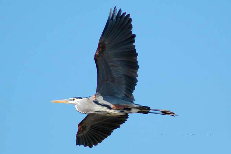 Bellas Aves de El Salvador: Ardea herodias (garza ceniza o azulada ...
