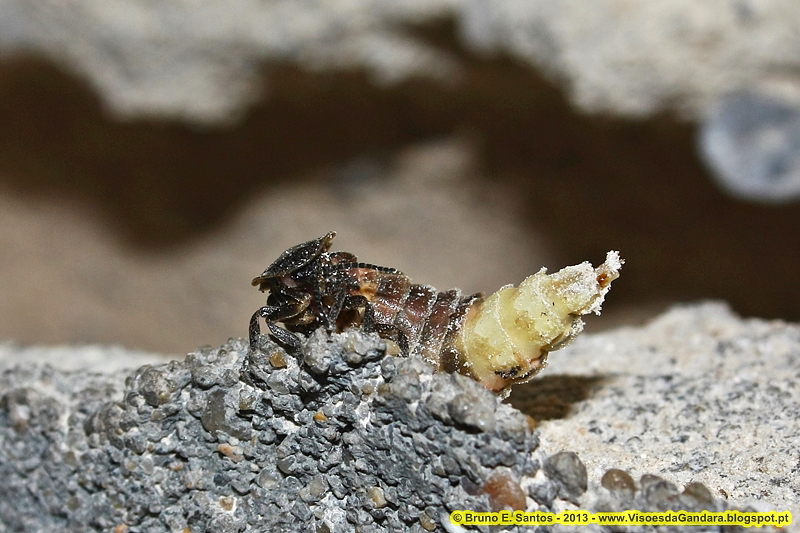 Visões da Gândara: Insecto Bioluminescente no Quintal - II: