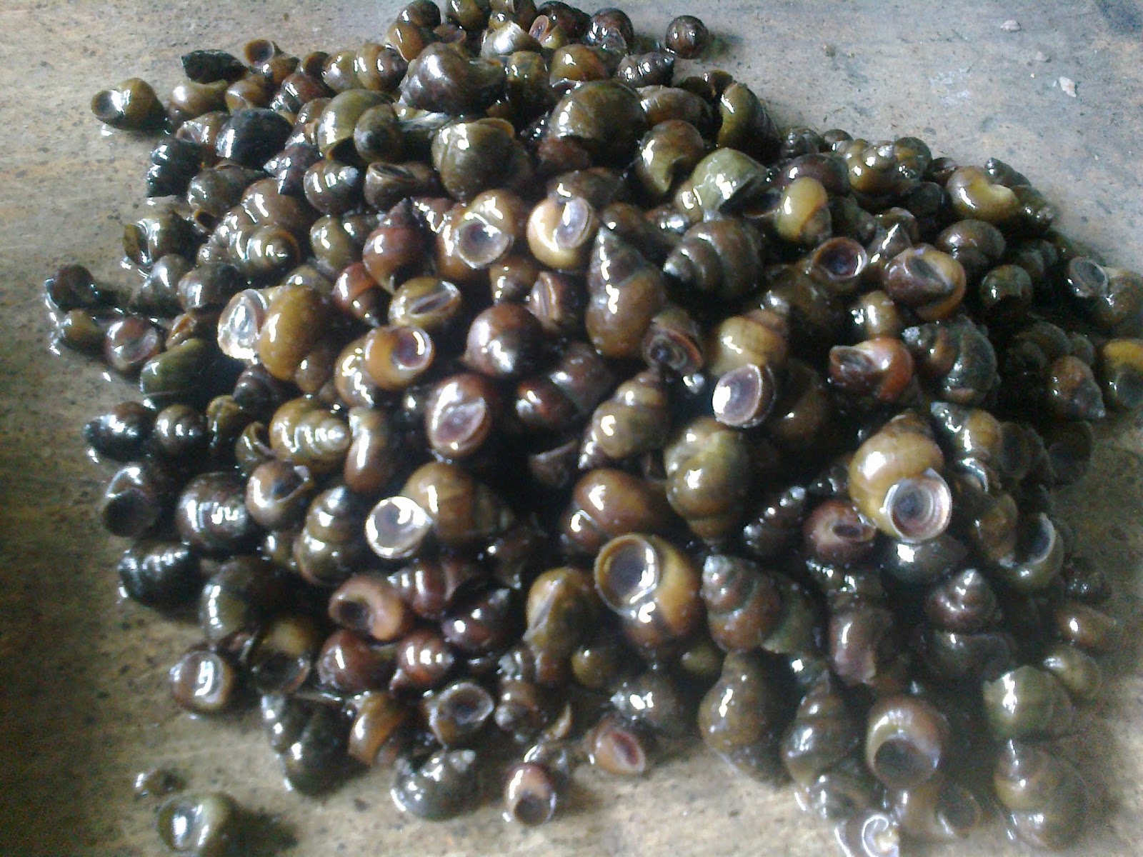 tutut ~ cara menjebak,menjerat burung