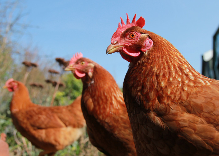 MS: Los pollos están evolucionando más rápido de lo que pensábamos