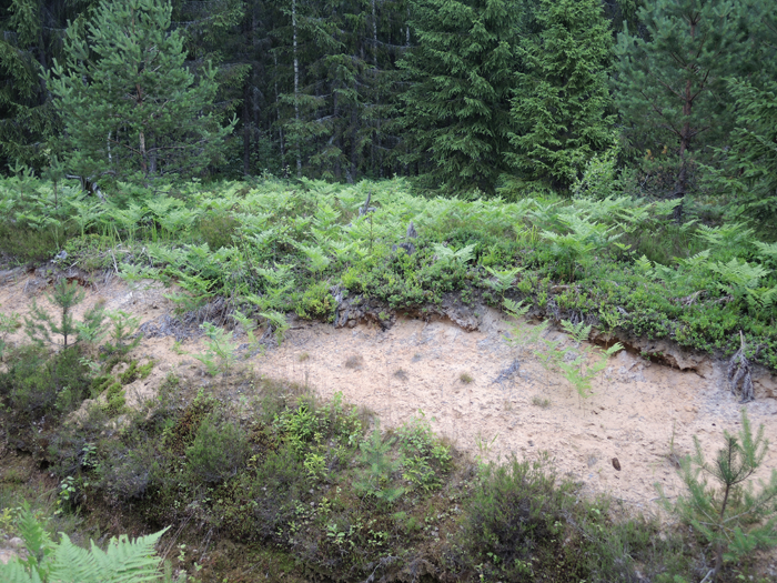 Tulp ja tulp: KAUNIS KODUAED 3 - Maastik ja mis selle sees on