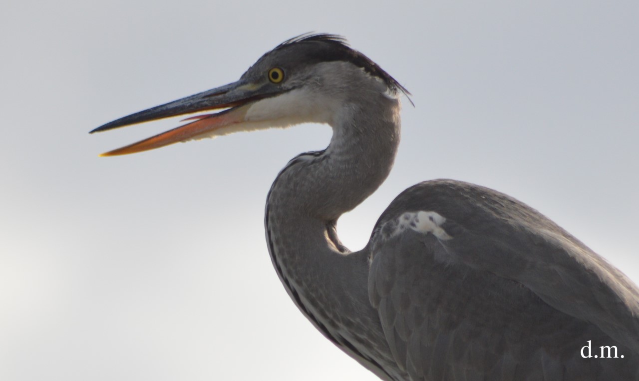 NI Bird Pics: Whooper Swans & Grey Heron -- David Morrow.