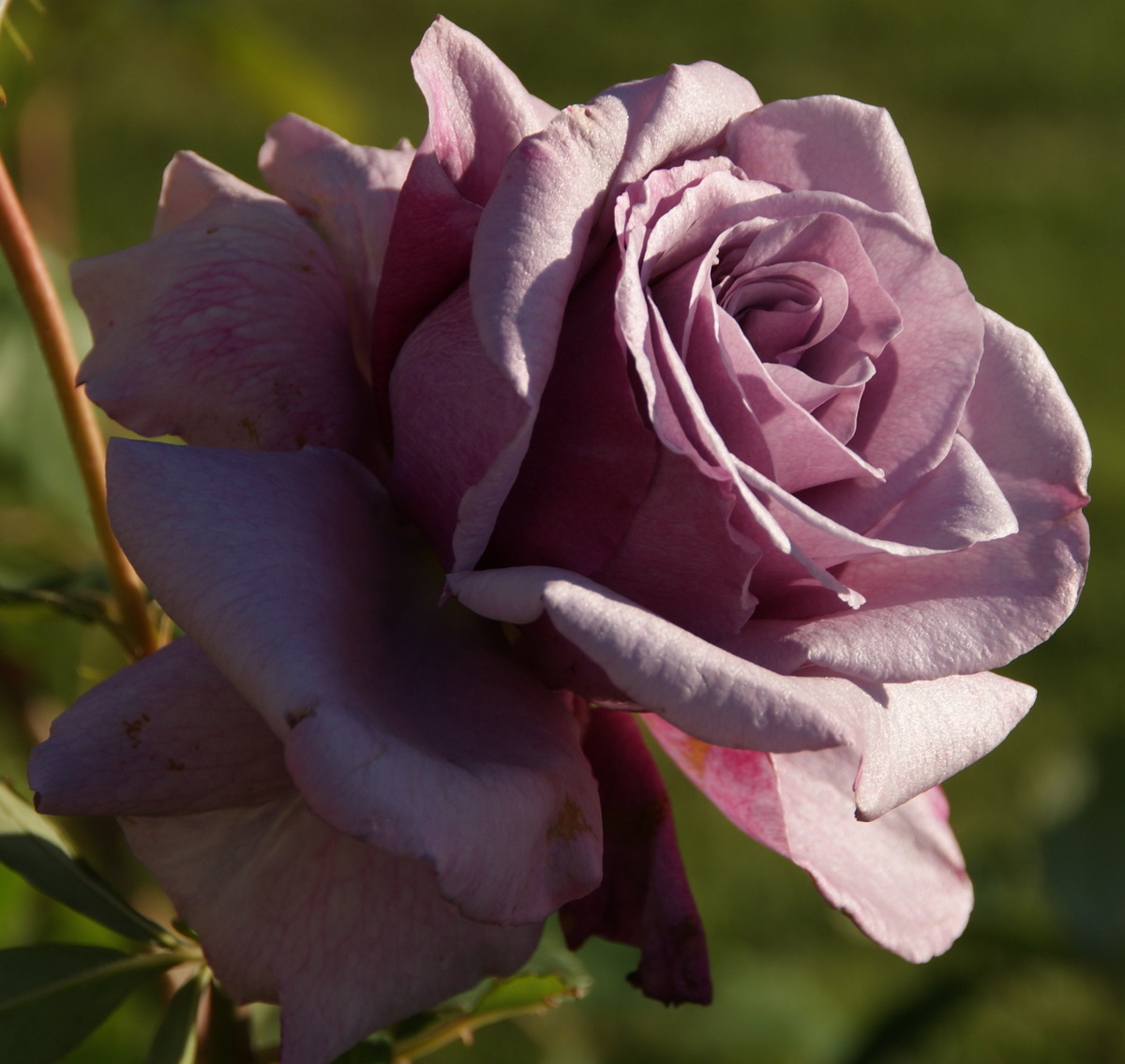 Organic Garden Dreams: Rose of the Month: 'Sweetness'