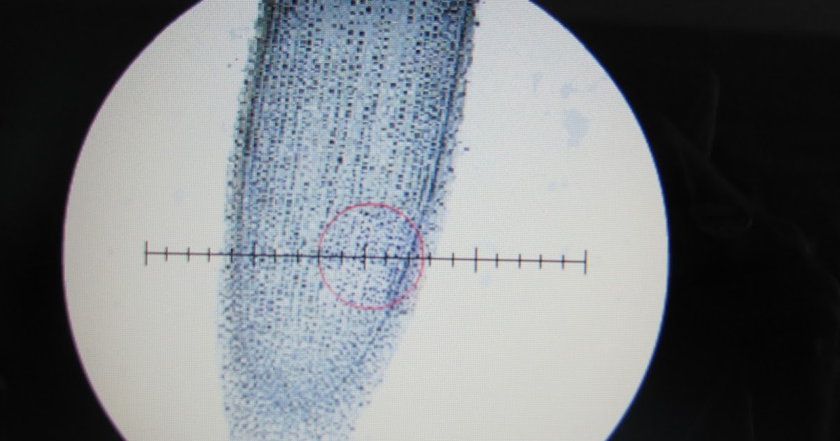 Onion Under Microscope 4x