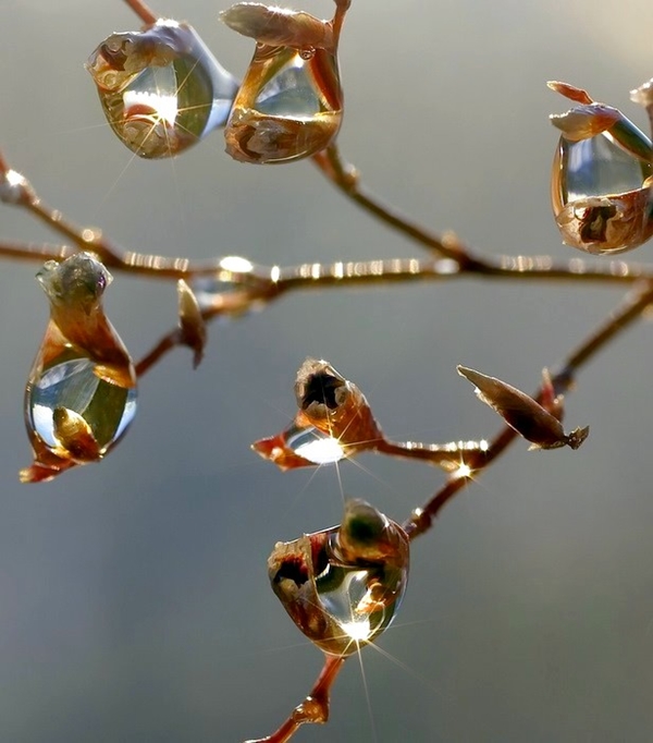 Photography Today: Beautiful raindrops