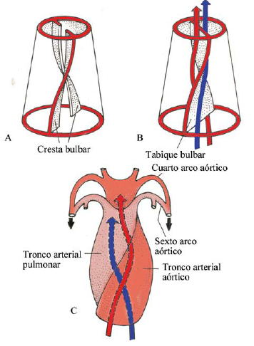 SISTEMA CARDIOVASCULAR GRUPO: 7-13 EMBRIOLOGIA: Capitulo 13. SISTEMA ...