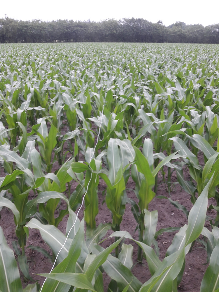 Radiosonden: RS41 in Langeln