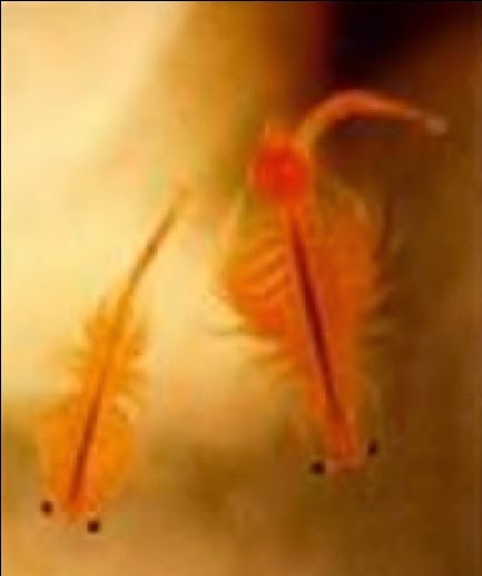 ARTEMIA DENGAN POLIKULTUR DENGAN PEMBUATAN GARAM ~ MEDIA PENYULUHAN ...