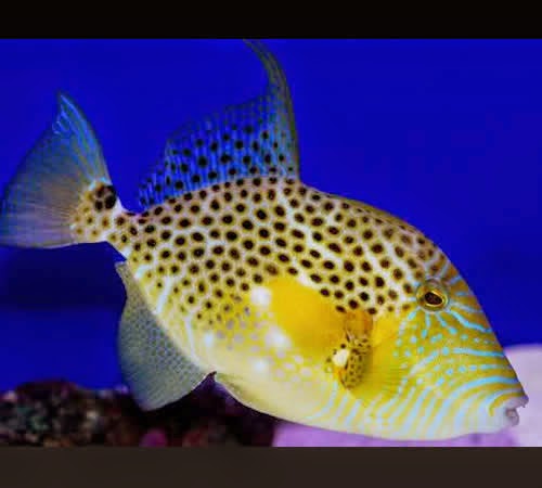 Artes de Pesca: BALISTIDAE