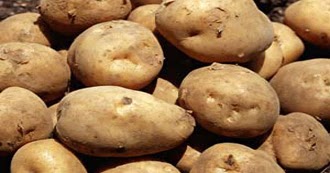 NEW JOESAFIRA blog: Kandungan yang terdapat pada kentang
