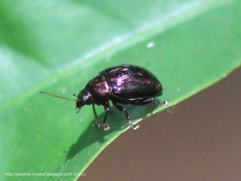 Black Shiny Leaf Beetle (Paria sp), Sumatra Indonesia