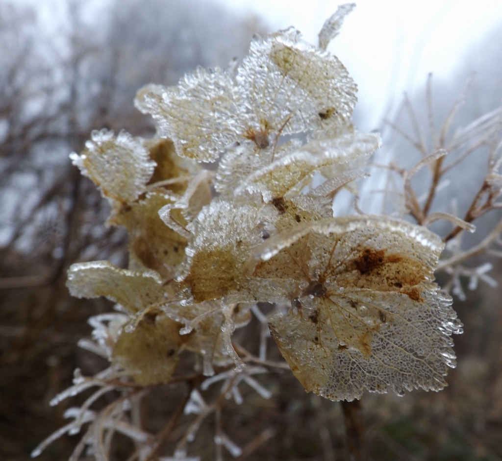 Dartmoor Ramblings: HOAR FROST