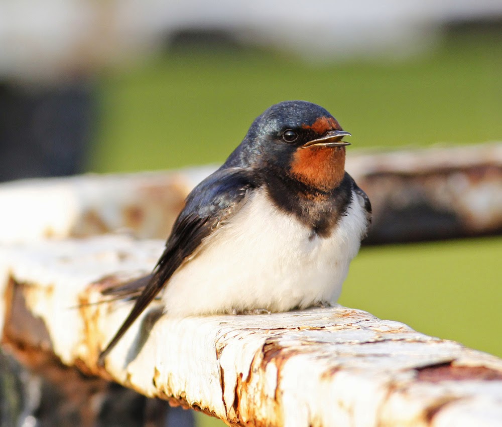 Another Bird Blog: A Barny Start