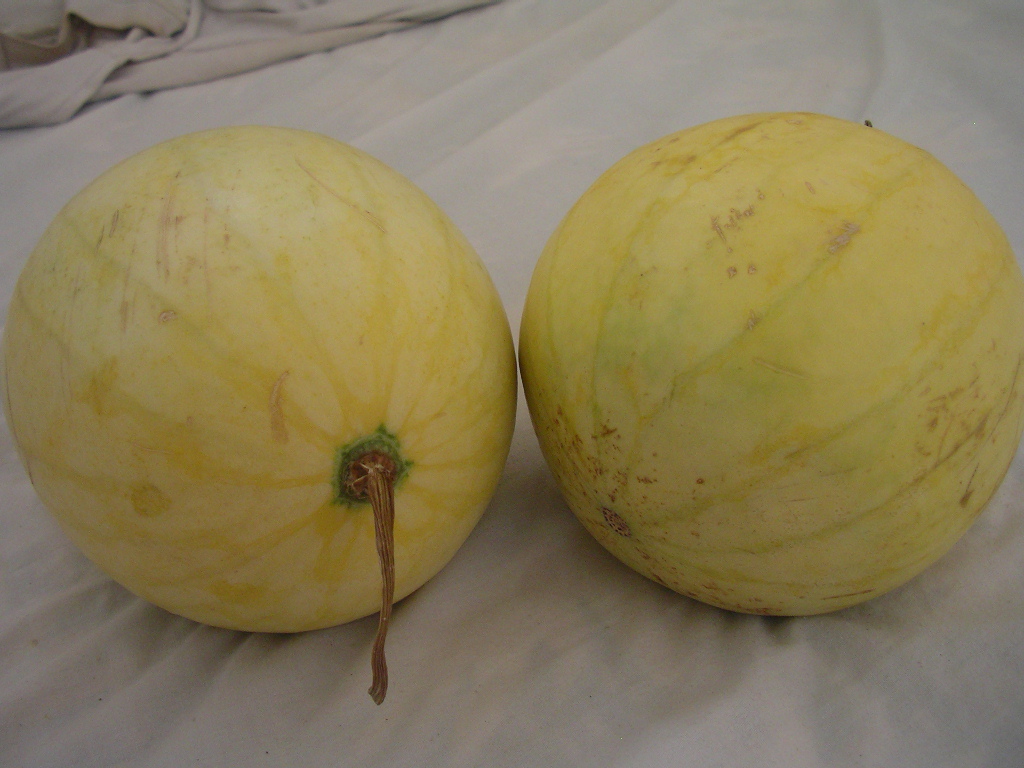 Yellow skinned Watermelon Blog: Gallery