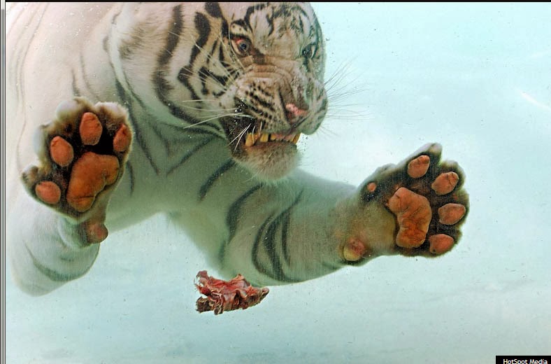 Four legged friends (and enemies): Amazing pictures of 600-pound white ...