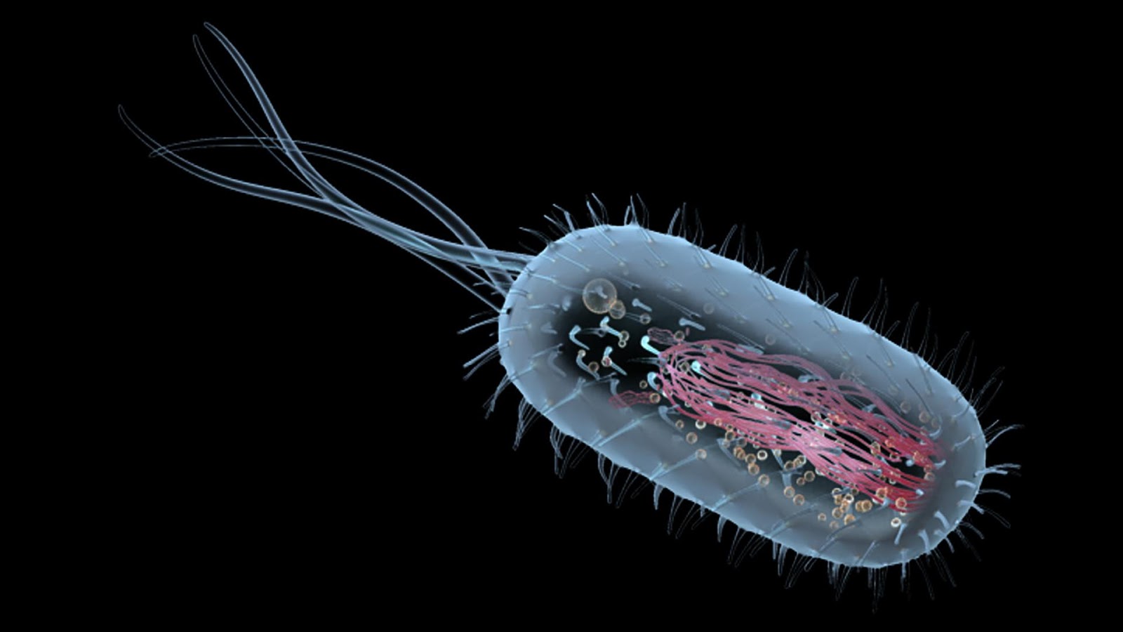 Prokariotinė ląstelė ~ Mikrobiologija - kas tai?