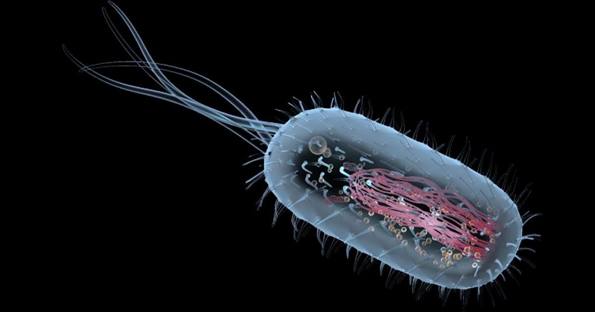 Prokariotinė ląstelė ~ Mikrobiologija - kas tai?