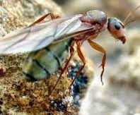 Fakta - Fakta Unik Tentang Semut | Mengatasi ID