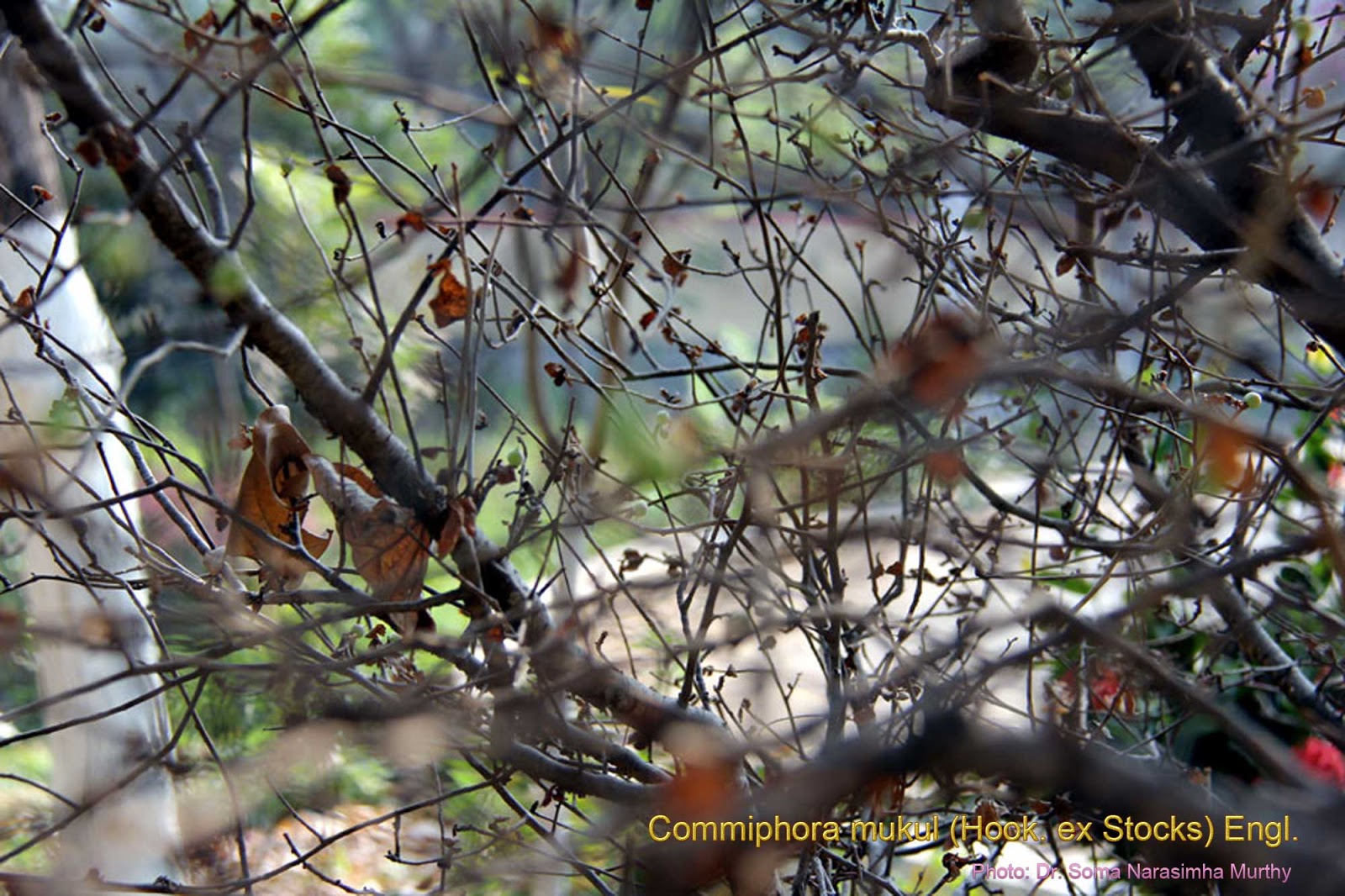 Medicinal Plants: Commiphora mukul Commiphora wightii Guggulu